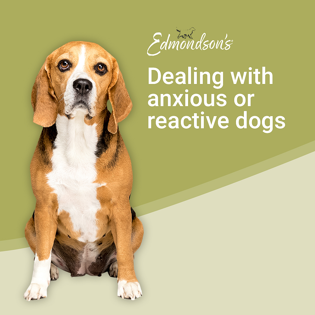 Dealing with anxious or reactive dogs - Edmondson's
